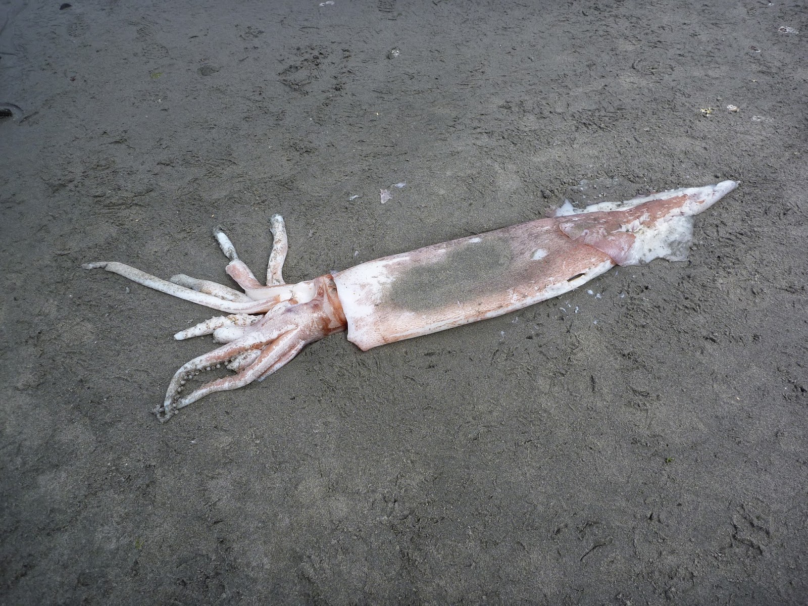 Buzz's Marine Life of Puget Sound: CLUBHOOK SQUID (Onykia robusta ...