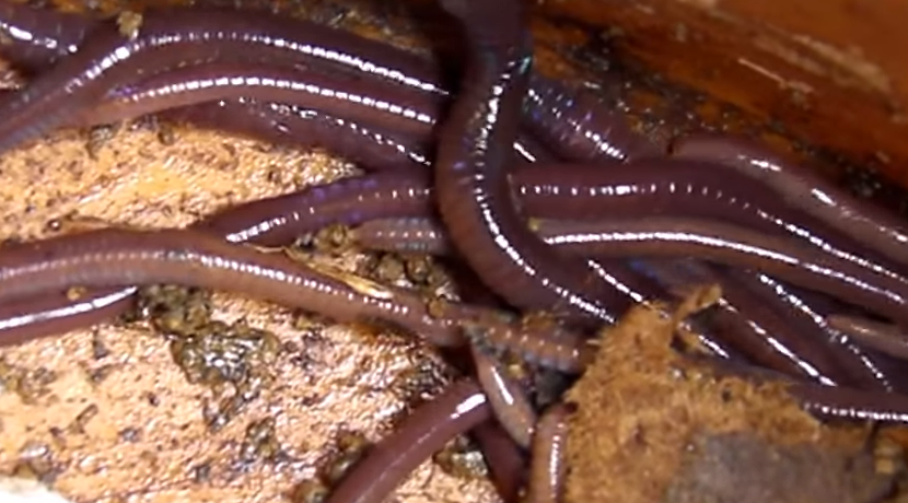 2015 ~ Cadico Minhocas