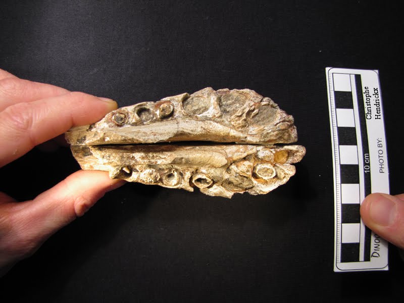 Cristatusaurus | Ikessauro