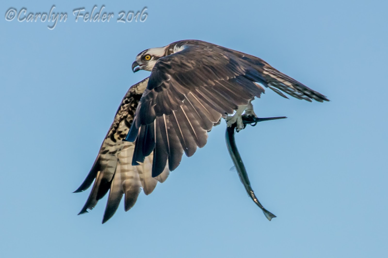 Photo Musings of a Marshwiggle - Welcome to Narnia: Weekend Wildlife ...