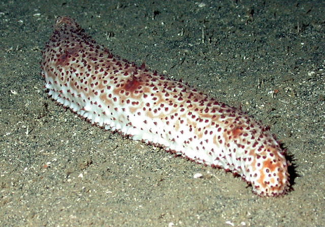 Sea Cucumber | The Biggest Animals Kingdom