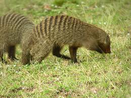 FAUNA Y FLORA DEL MUNDO: MANGOSTA: " De carácter manso y sociable"