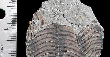 Variety of Life: Trilobozoa