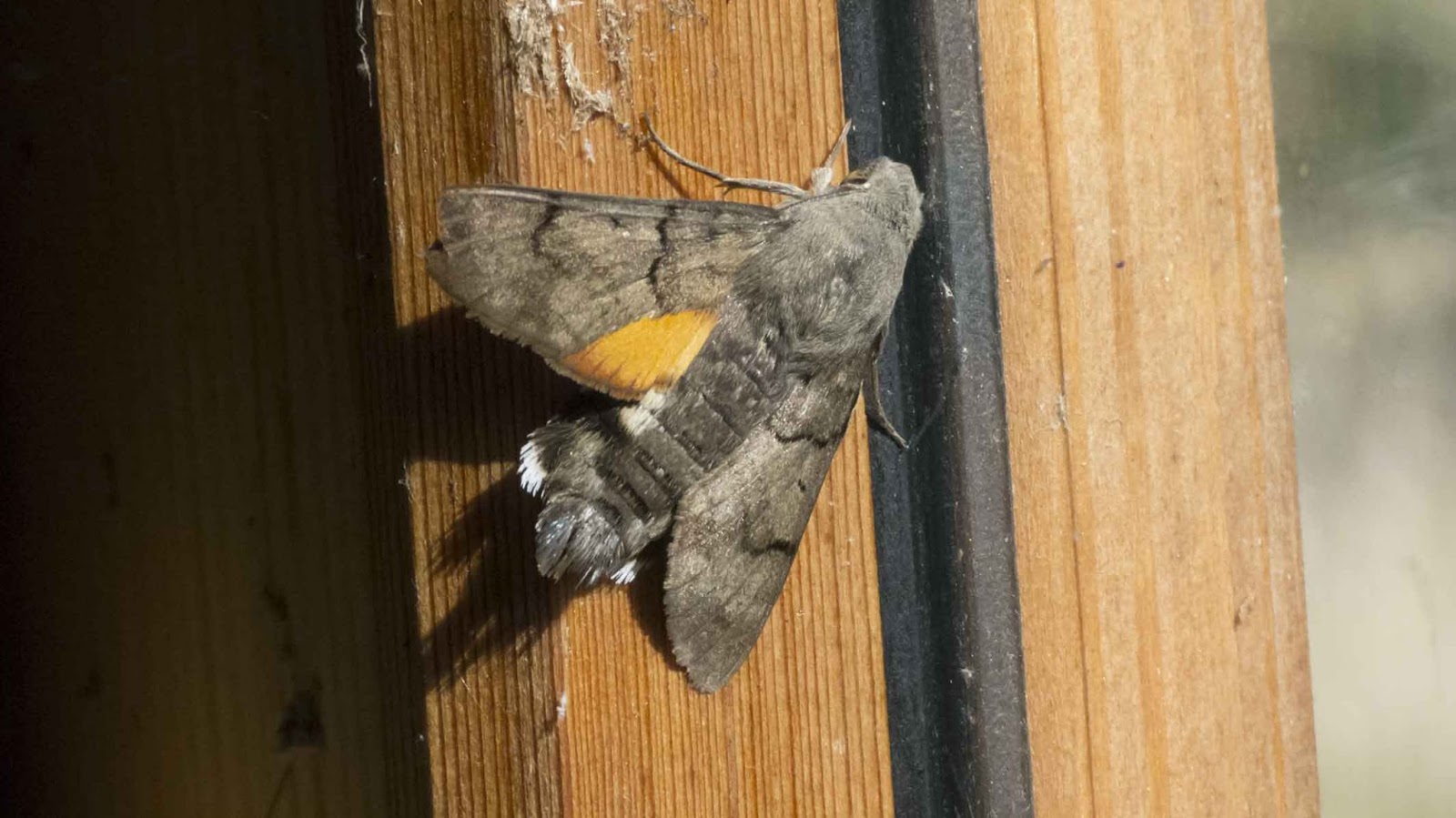 Faune Flore d'Ul: Moro sphinx ou Sphinx colibri