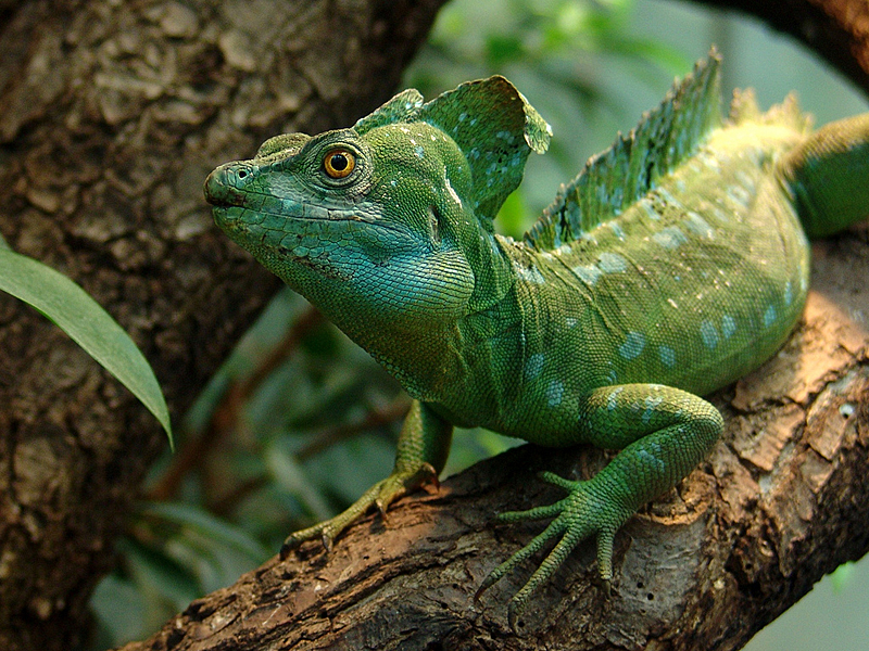 El ojo del buitre: Basilisco (Basiliscus)