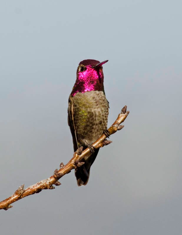 The Wayward Hawaiian: The Allen's Hummingbirds are Back