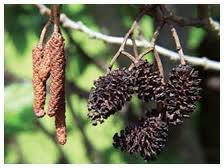 Arinul negru (Alnus glutinosa) ~ Plante Medicinale