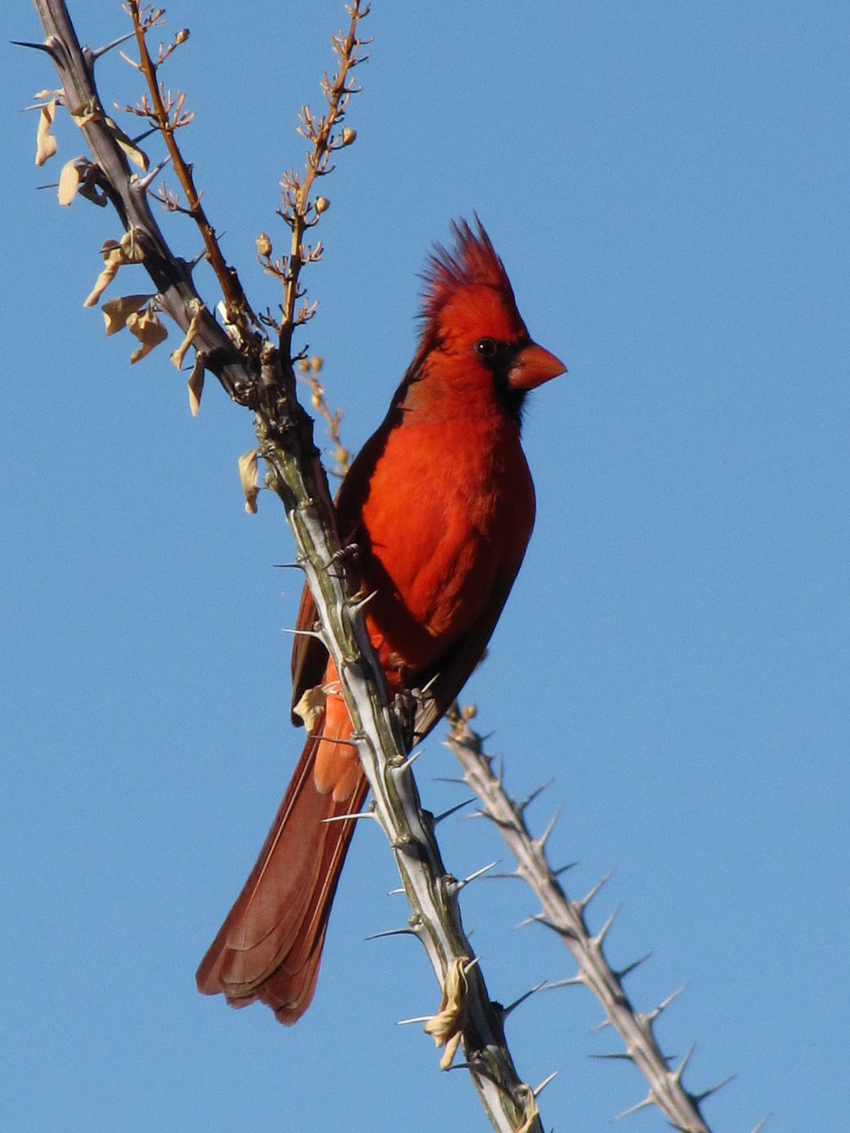 January Birds | Desert Colors