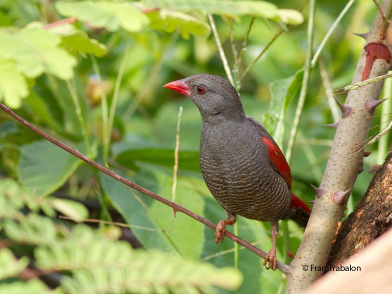 ZAGROS NATURE IMAGES: Lineated pytilia