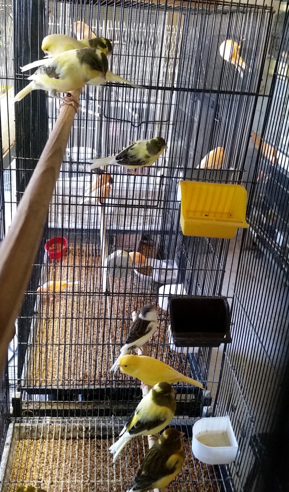 Canary One Aviary: PHOTOS