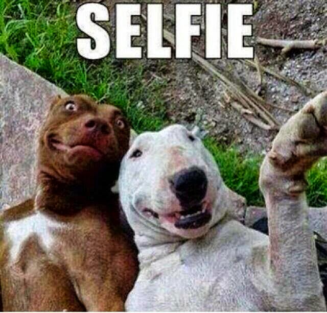 Grappige afbeeldingen