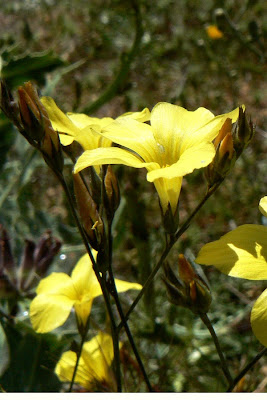 Wildflowers of Andalucia: March 2013