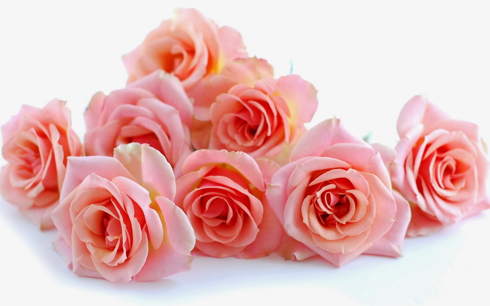 Imagenes de campo de flores - Fotos Bonitas de Amor | Imágenes Bonitas ...