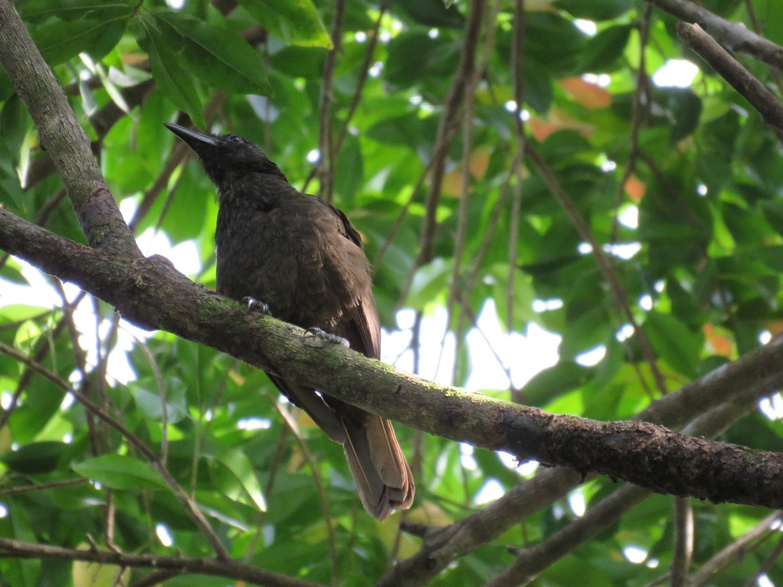 Russell Cannings's Blog: Talofa Samoa