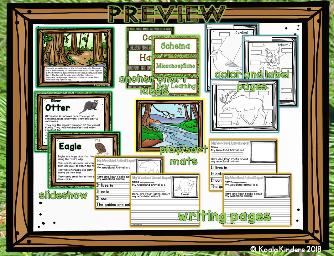 Koala Kinders: Forest/Woodland Animal Mega Research Packet