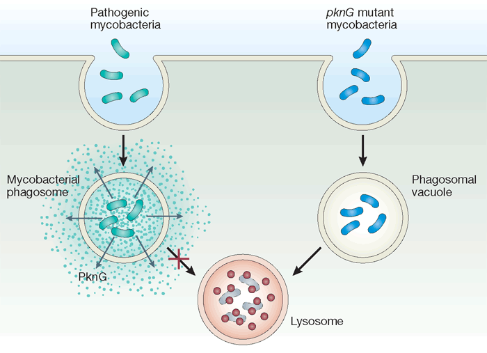 PDIM: Yet another virulence factor of TB