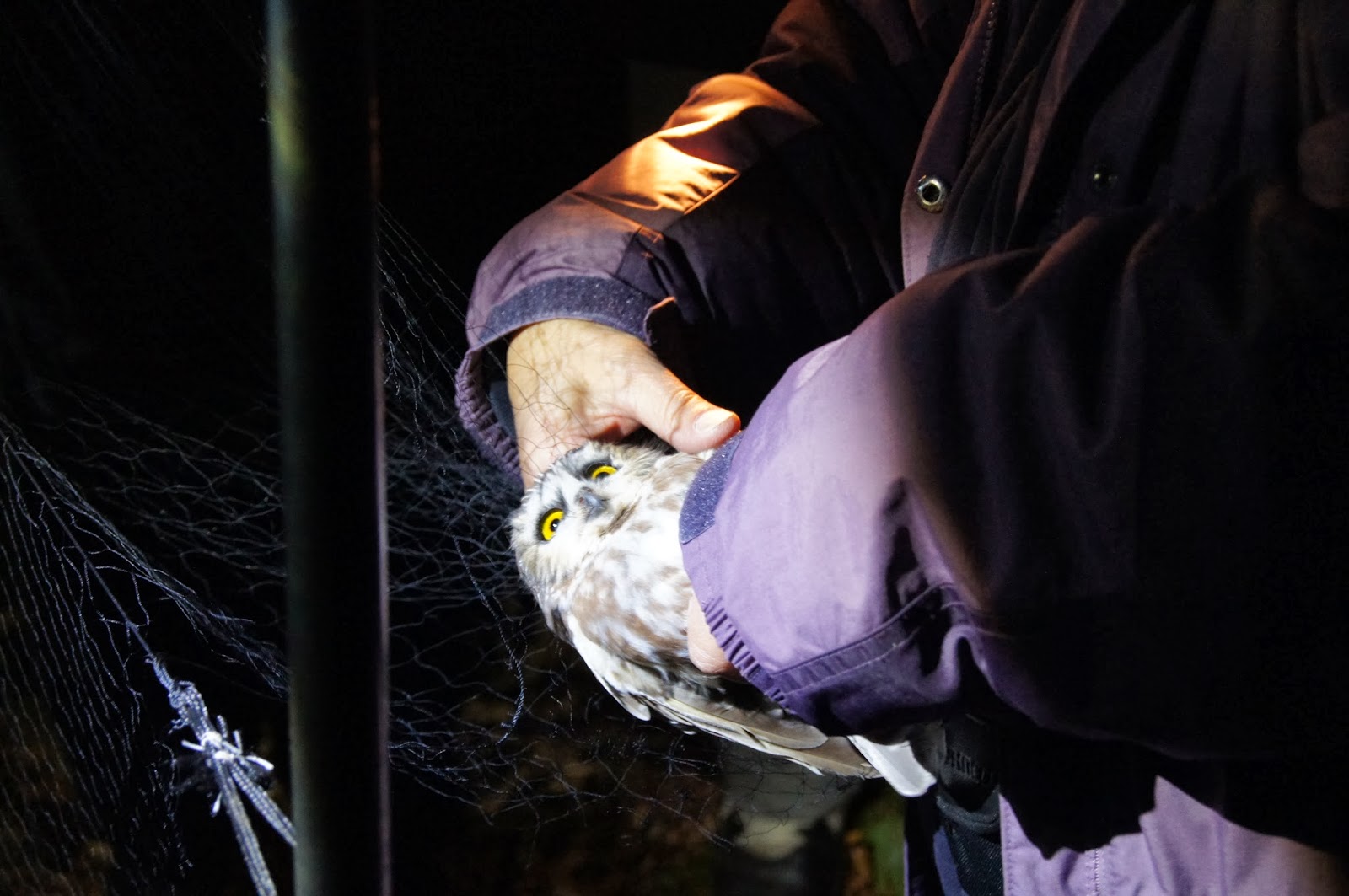 Things with Wings: A Visit to Project Owlnet