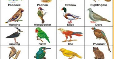 Birds Name in Hindi and English | हिन्दीकुंज,Hindi Website/Literary Web ...