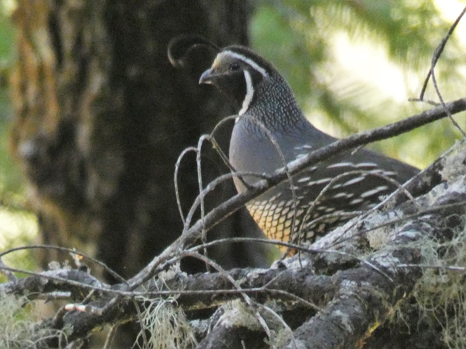 Geotripper's California Birds: California's State Bird at Richardson ...