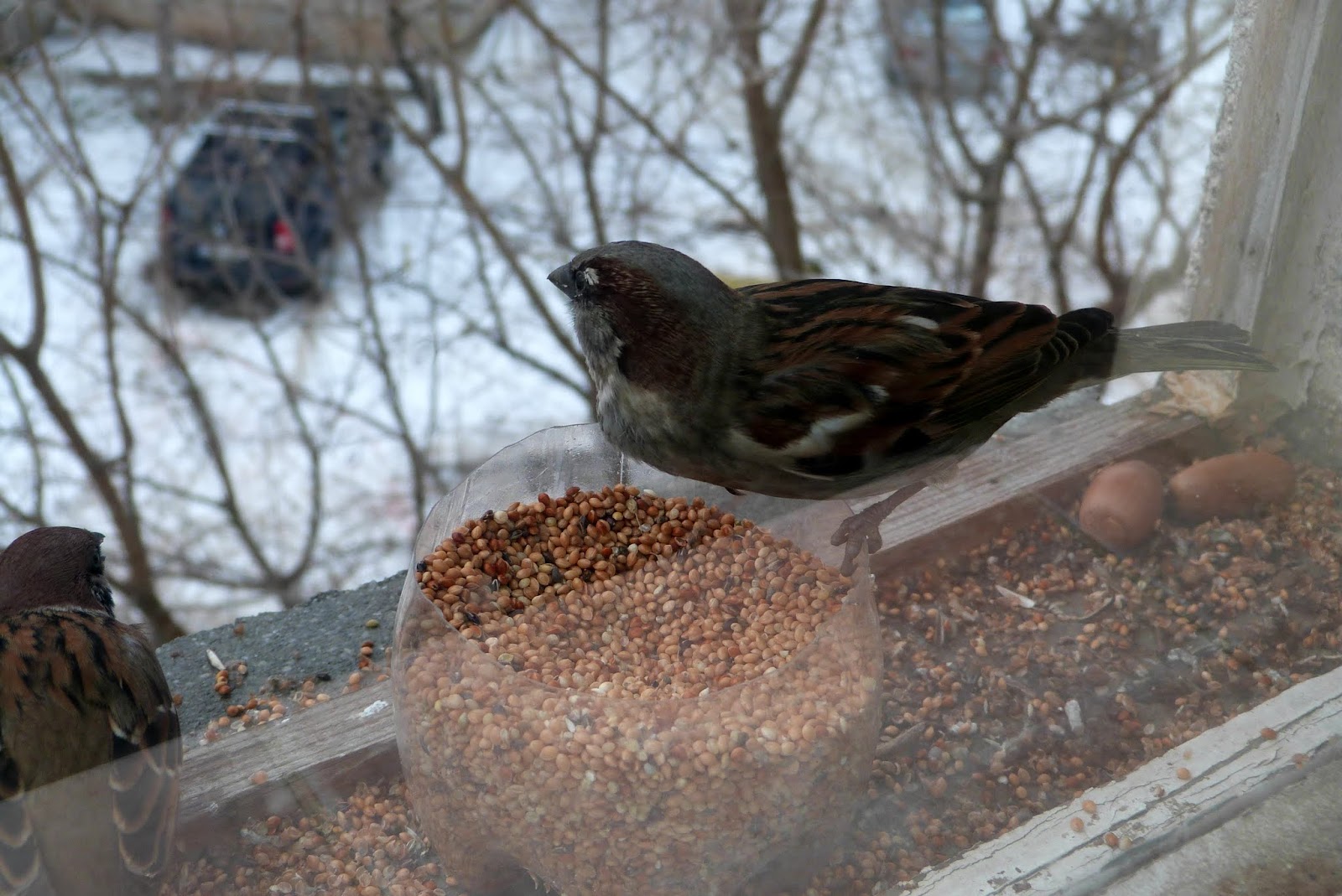 Frumusetile naturii: Vrabia de casa (Passer domesticus)