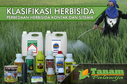 Beternak dan Menanam: Perbedaan Herbisida Sistemik dengan Herbisida Kontak