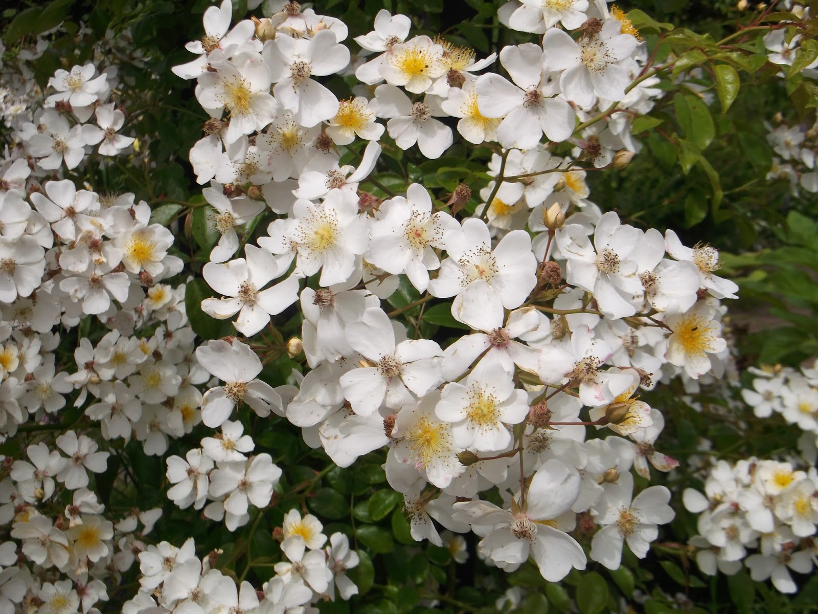 The pruning expert: Pruning rambling roses