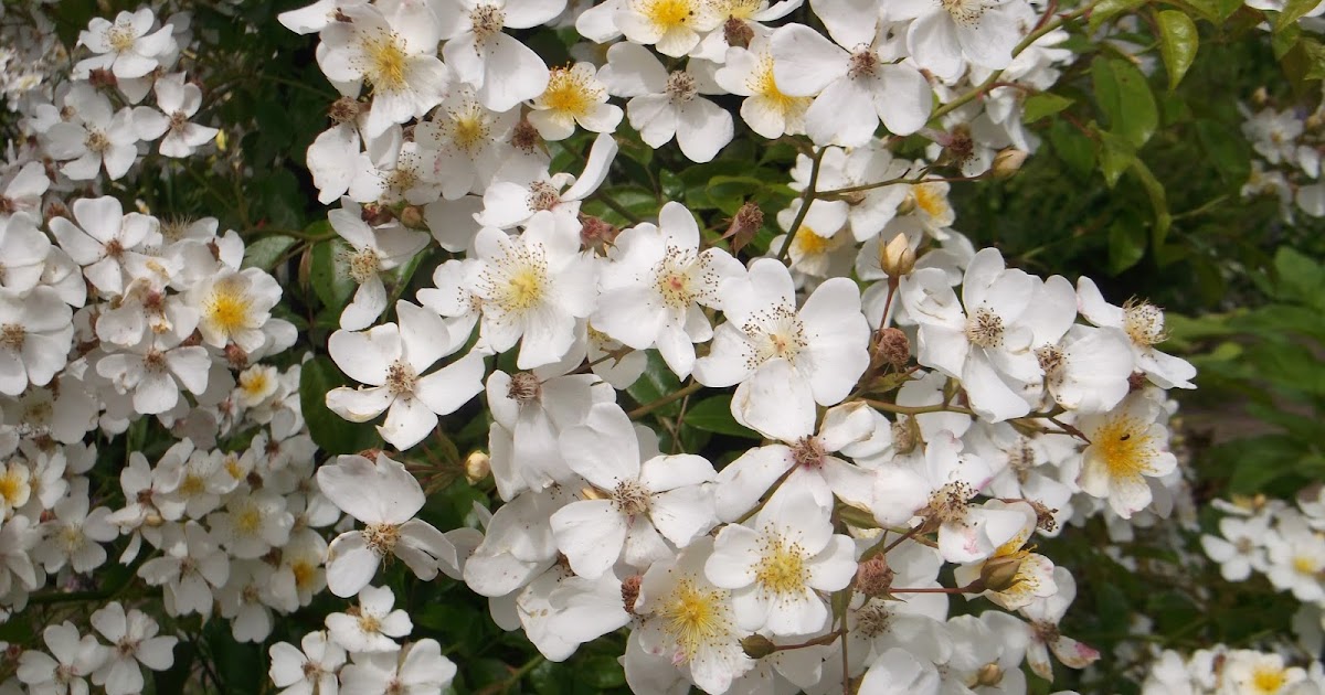 The pruning expert: Pruning rambling roses