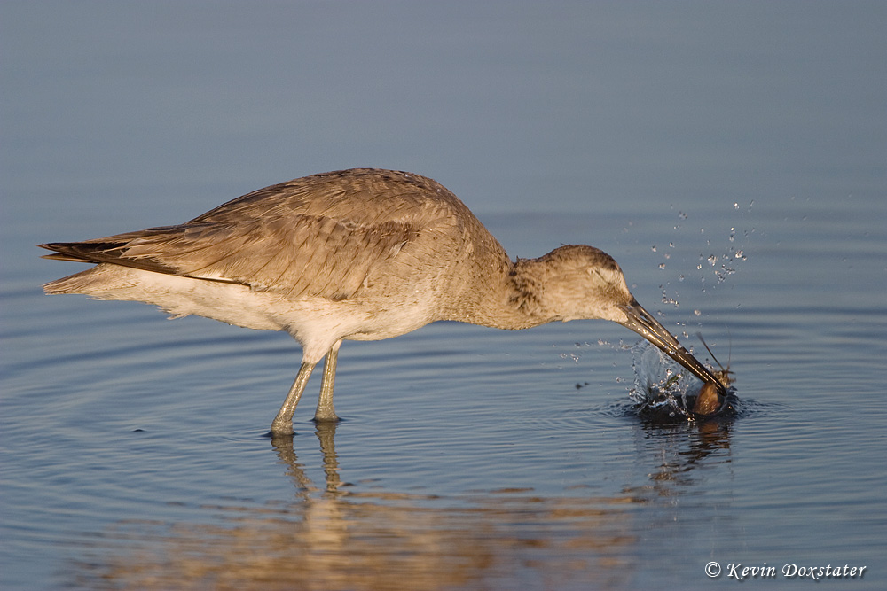 Birding Is Fun!: Being Birds