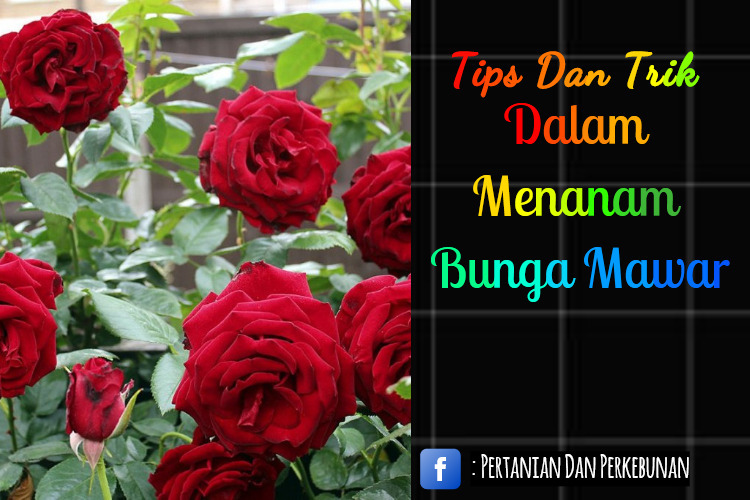 Tips Dan Trik Dalam Menanam Bunga Mawar