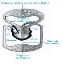 kumpulan materi biologi (blog serba ada) uin sgd bandung: Praktikum ...