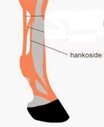 Kõik hobustest: Anantoomia Lihased ja rakud.