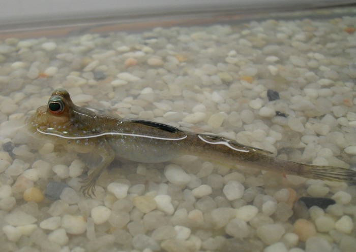 Animales Sorprendentes: 2011