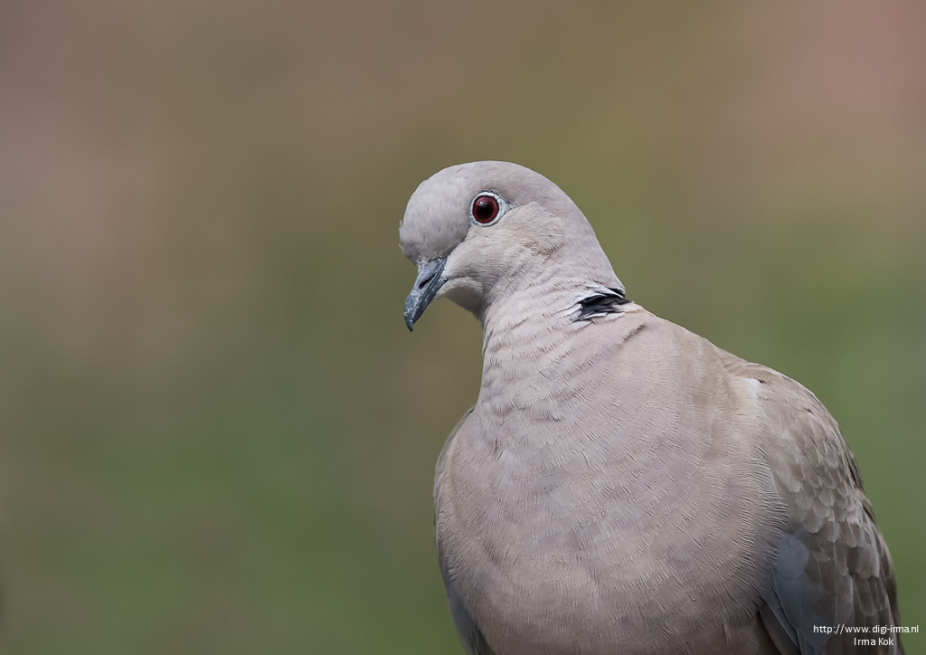 Irma's Natuurbeleving : Hout en Tortelduif