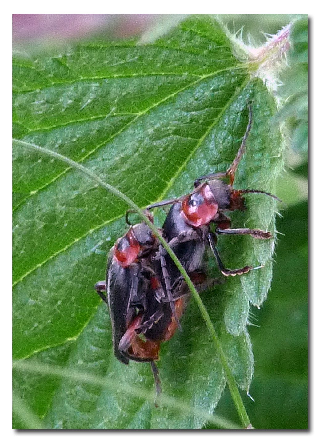 Wild and Wonderful: Eye-catching Insects (11): Sailor Beetles ... and a ...