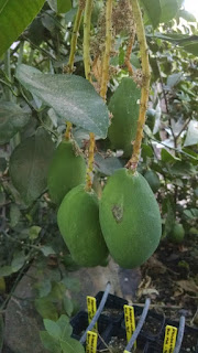 Desert Valley Orchard: Sunrise Mango