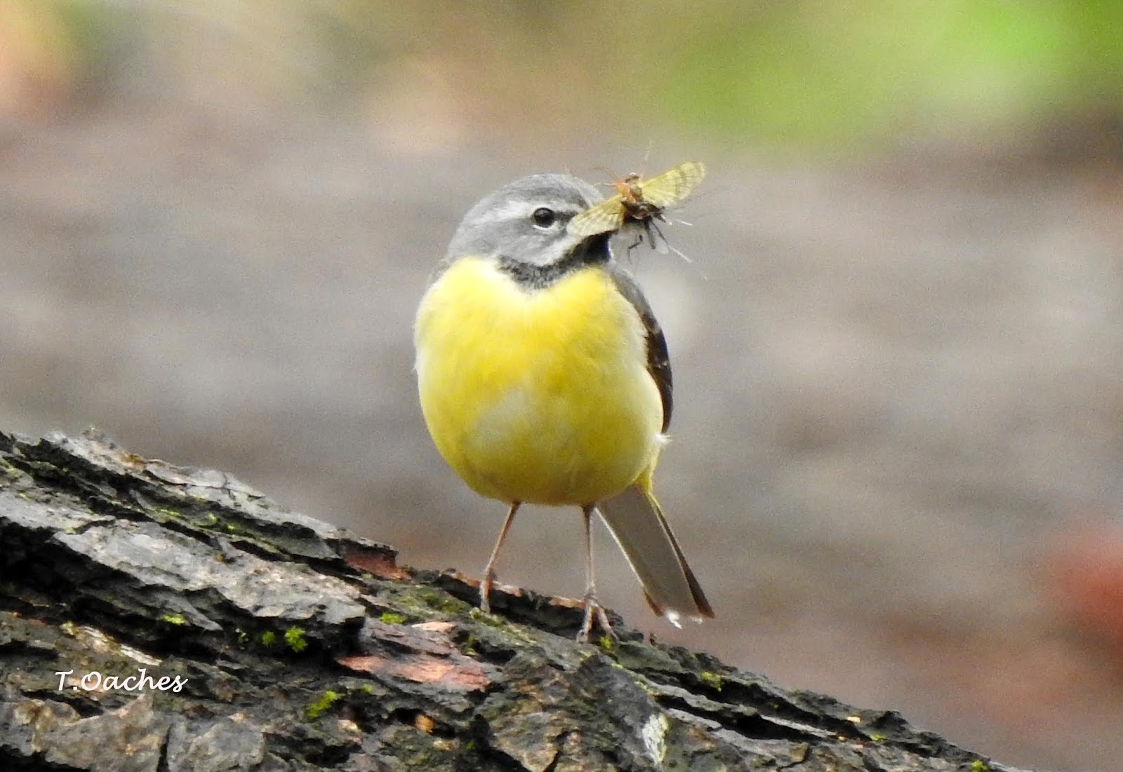 PASARI DIN ROMANIA: CODOBATURA DE MUNTE, Motacilla cinerea