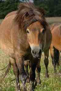 Positive Letters ... inspirational stories ...: K is for Knepp Castle ...
