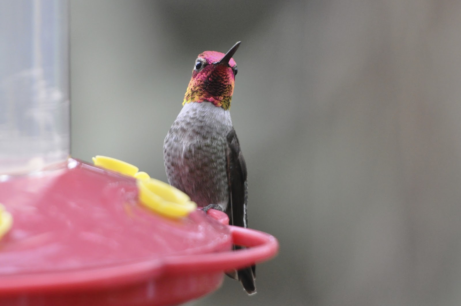 eugenehummingbirds: Hummingbirds....Girls, Boys, Young, Old!