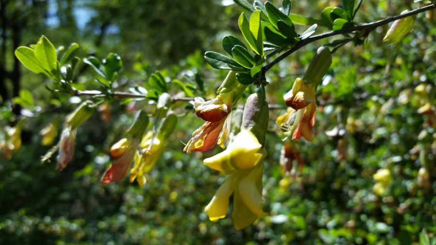 Future Plants by Randy Stewart: Caragana