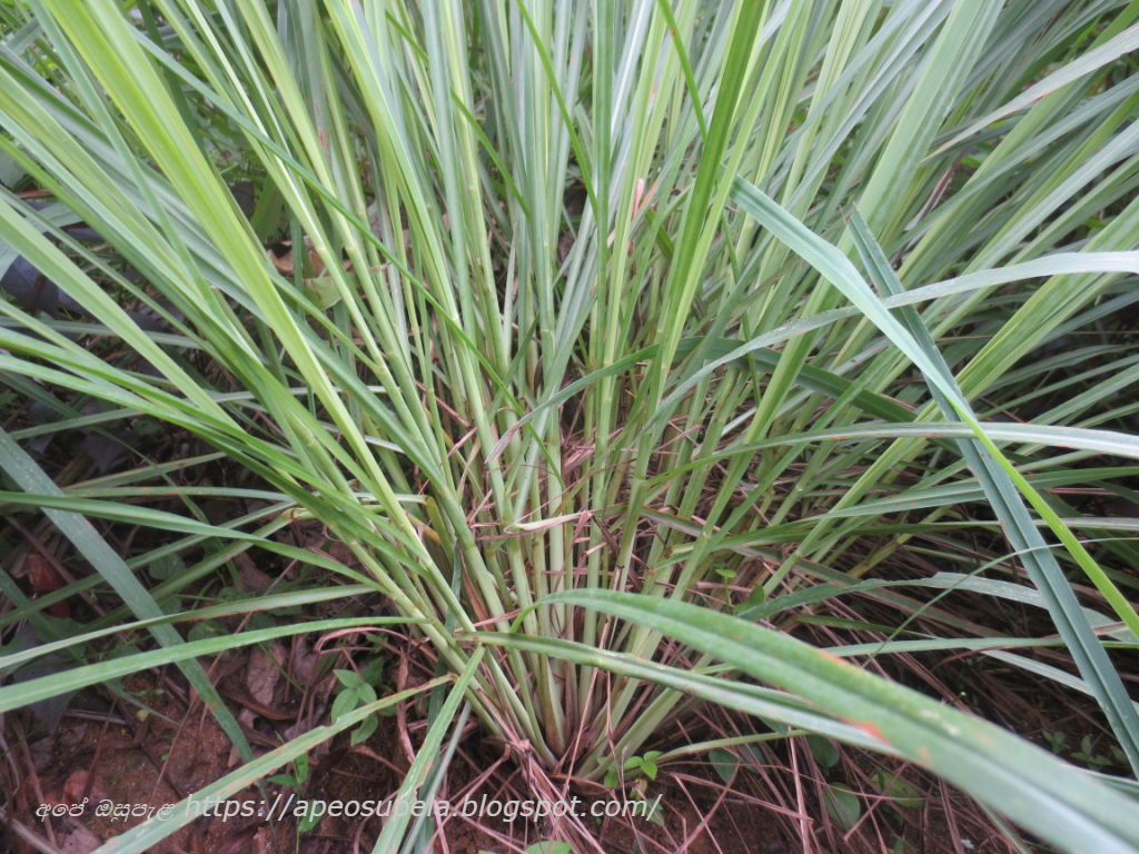 සේර [Sera] (Cymbopogon citratus) ~ අපේ ඔසුපැළ Medicinal Plants of Sri Lanka