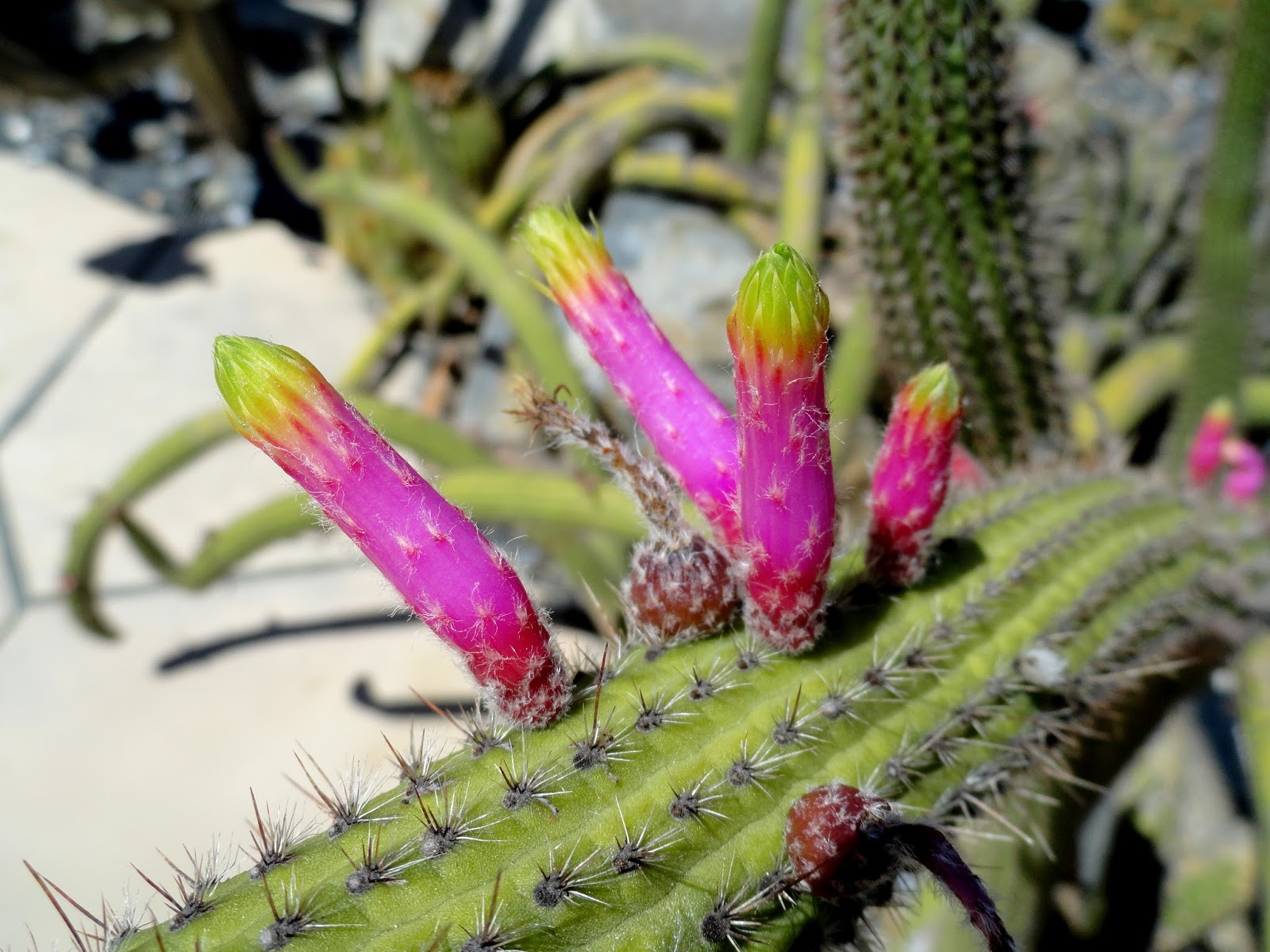 danger garden: Lotusland — Cactus!