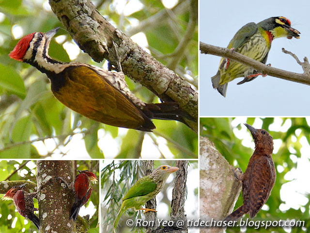 tHE tiDE cHAsER: Birds (Phylum Chordata: Class Aves) of Singapore