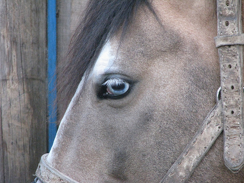 EL MUNDO DE LOS CABALLOS