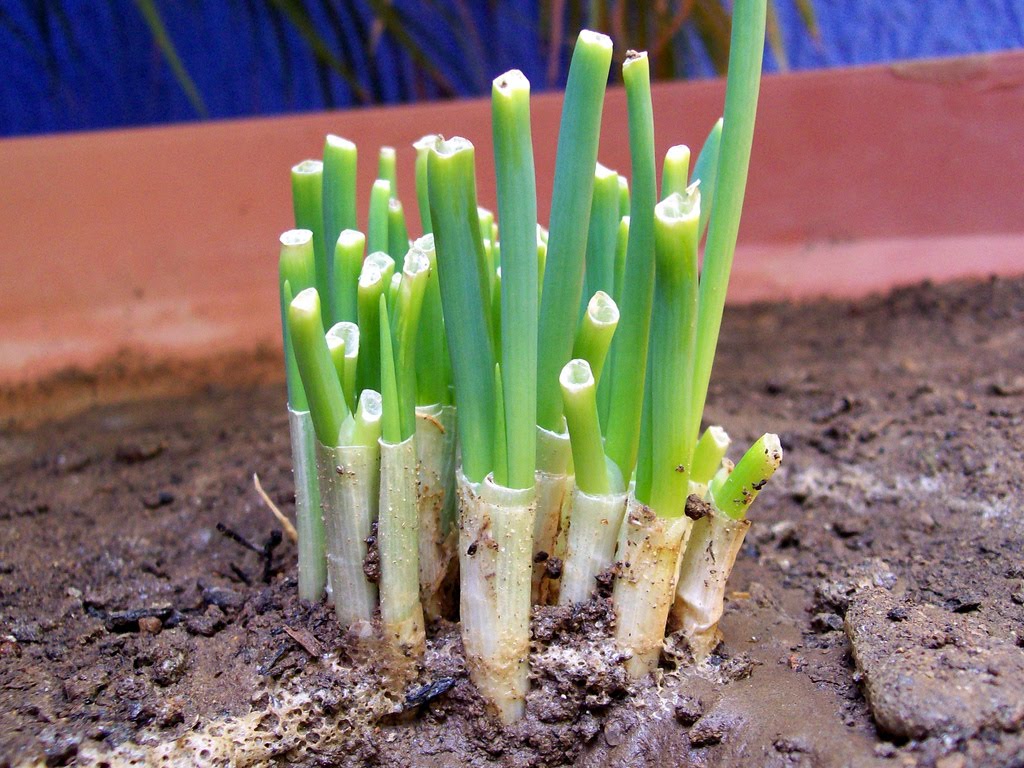 Mi Huerto Urbano: Cultivo de Cebollin