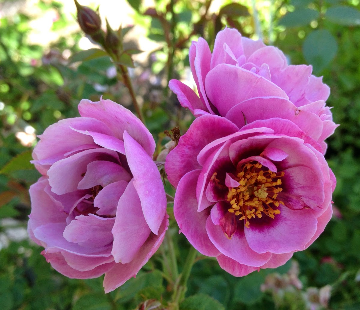 Rose Hybridizing: Another 2013 'Darlow's Enigma' Hulthemia Seedling