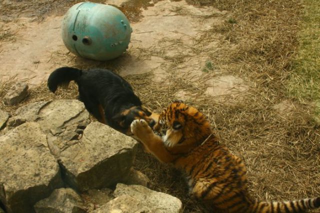 Funny Cool Pictures: Relation Between Dog And Tiger