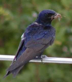 Pet Cure: The purple martin birds is most popular in america