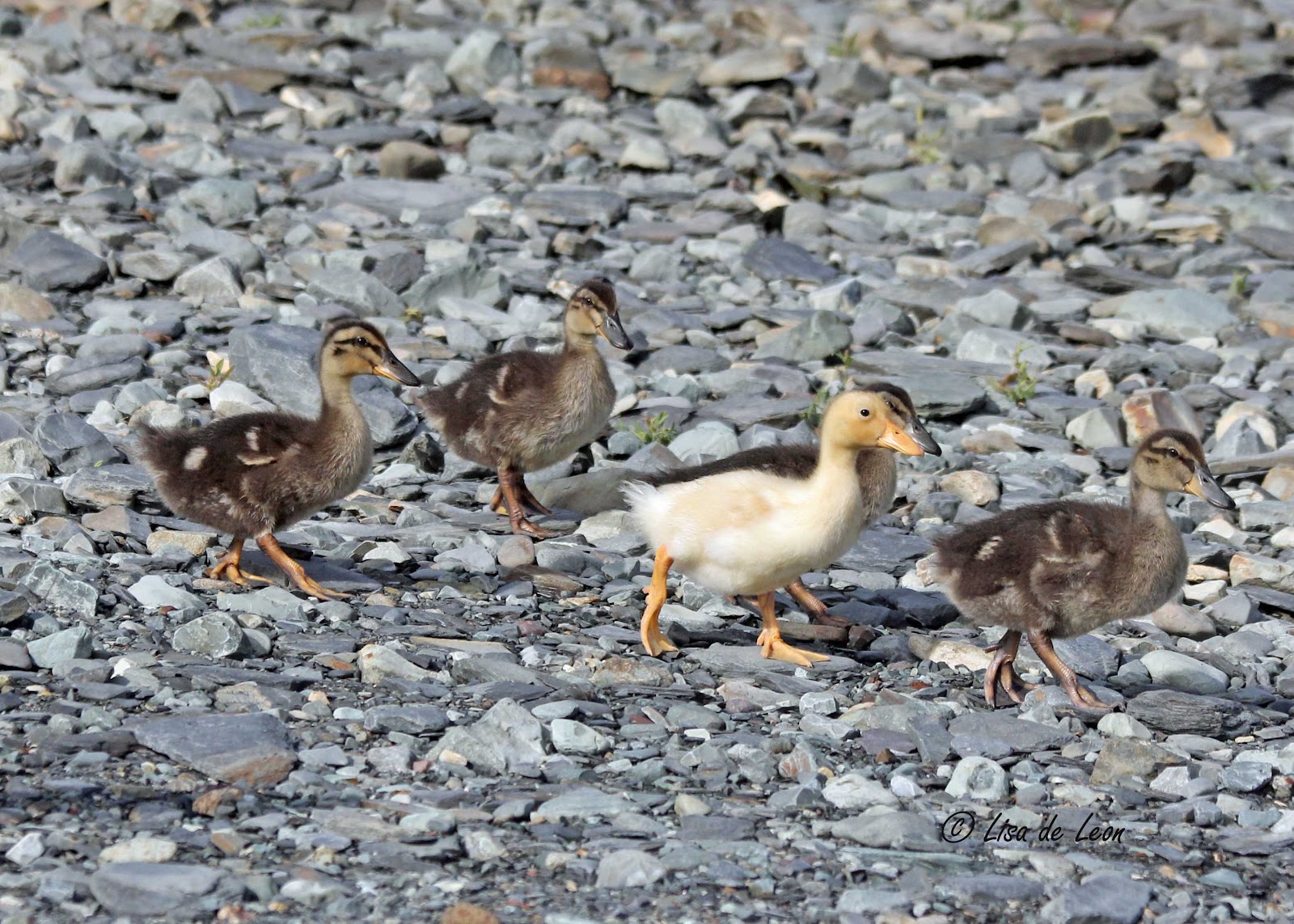 Birding with Lisa de Leon: Duckling Adoption - Brigus South