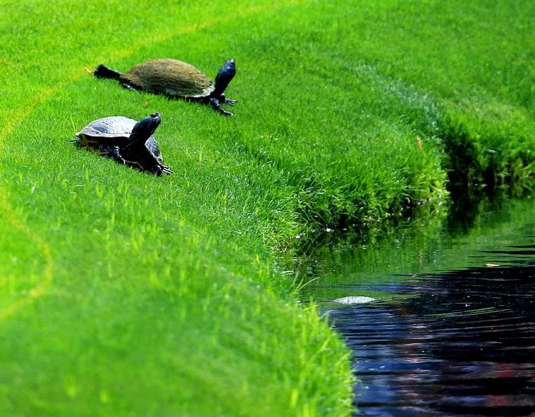 The Flying Tortoise: World Turtle And Tortoise Day...