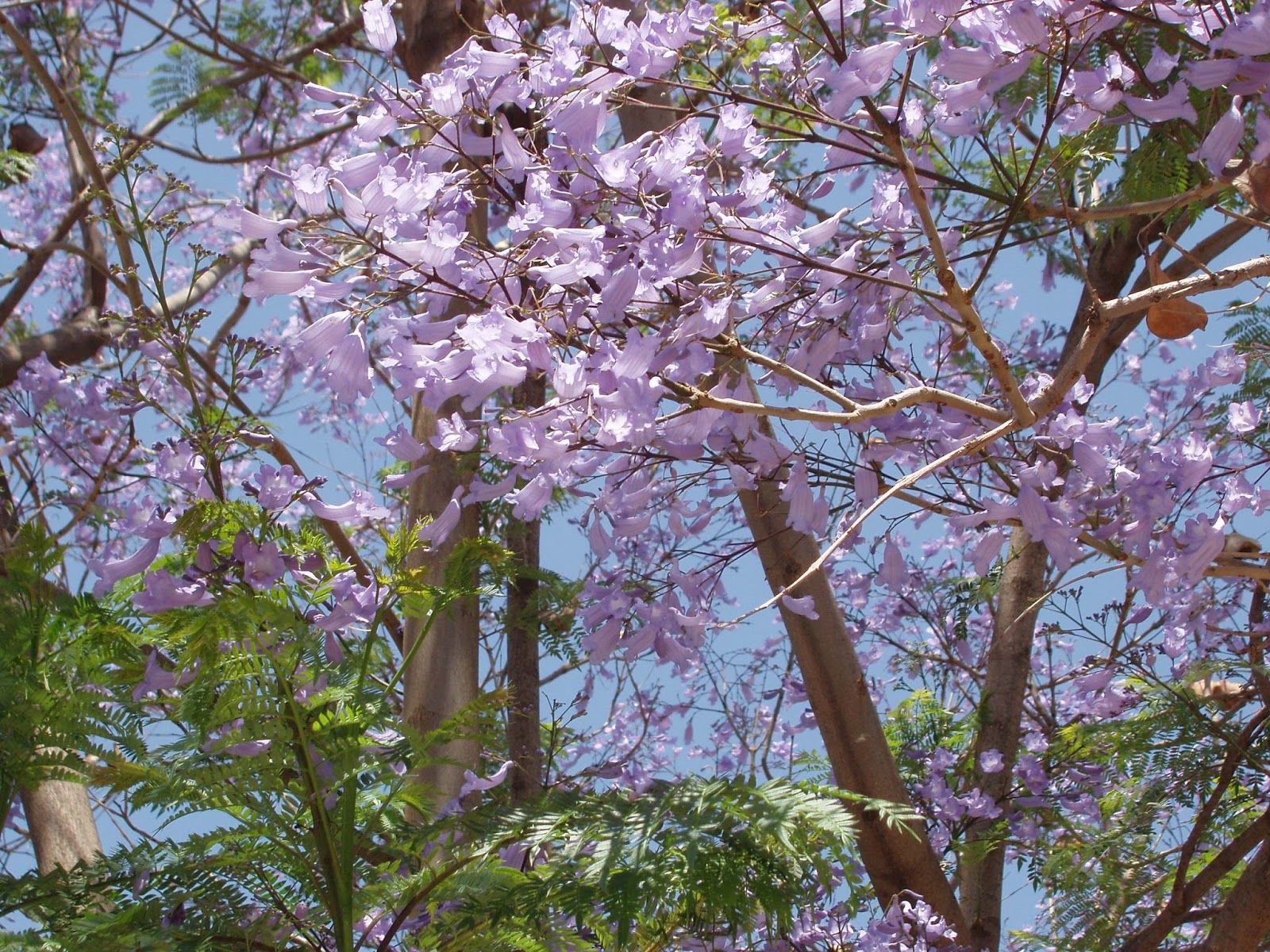Mae's Food Blog: "Jacaranda" -- a Favorite Word